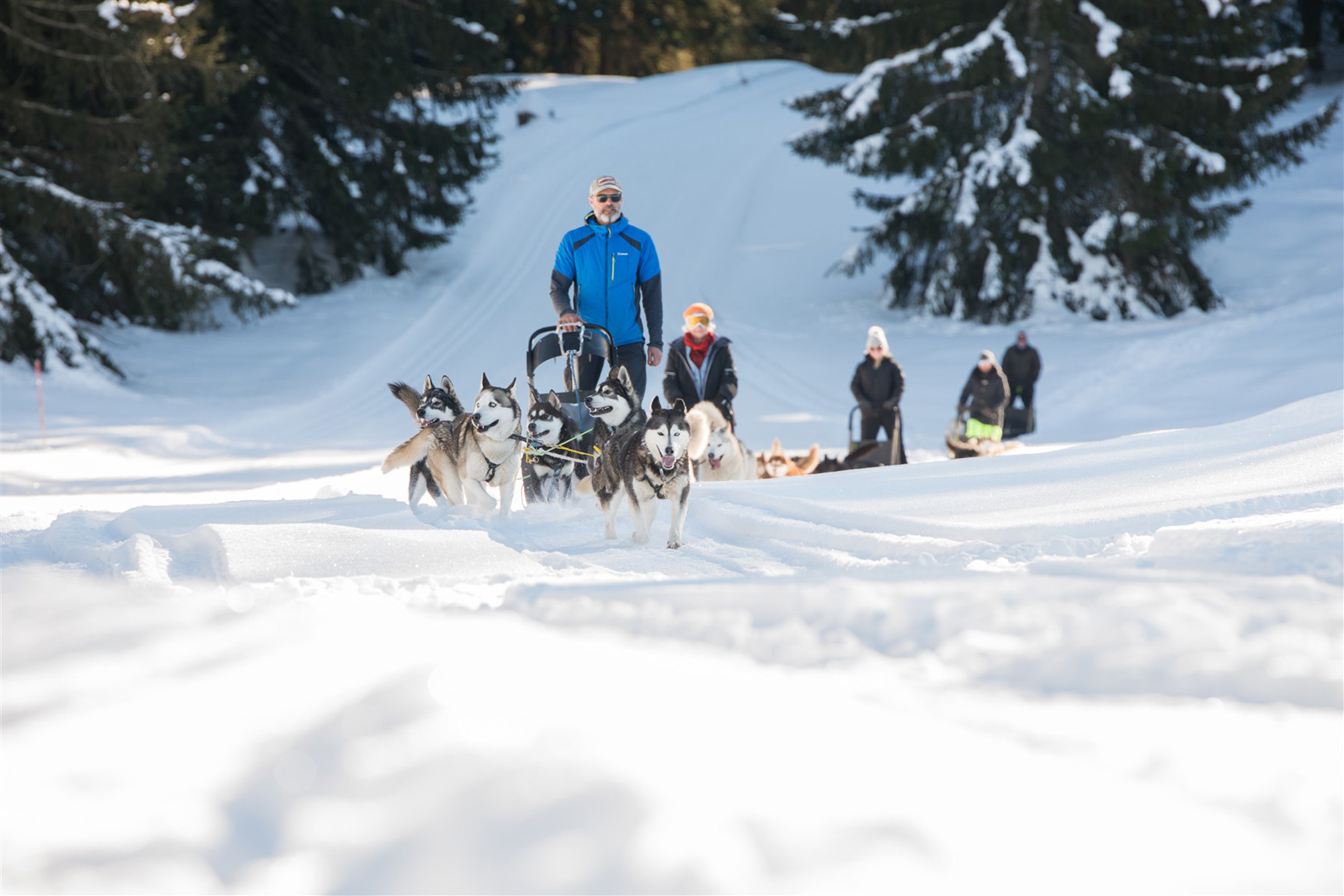 Chiens de traineau - plateau d'Agy - Saint-Sigismond - Cluses Arve et ...